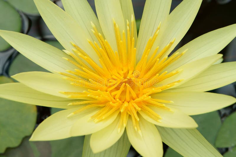 Yellow Nymphaea stock image. Image of waterlily, outdoor - 19273059