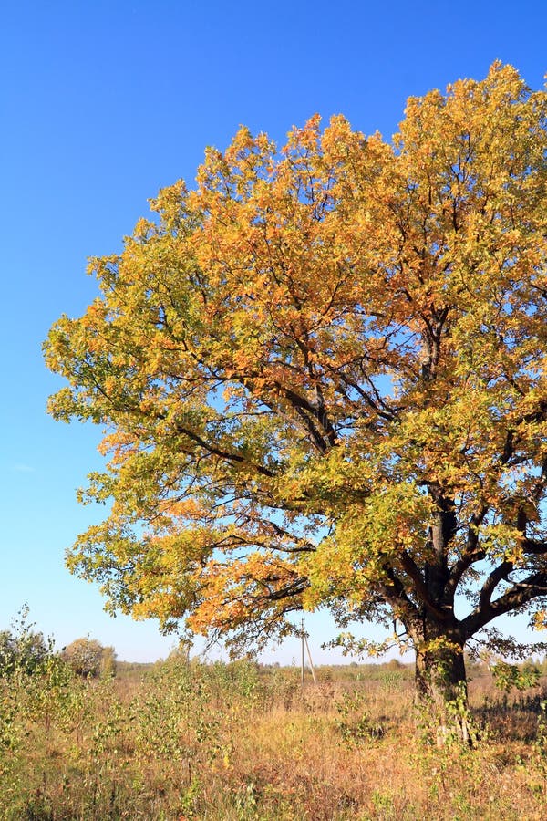 Yellow oak stock photo. Image of autumn, deciduous, foliage - 16716434