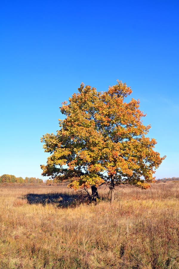 Yellow oak stock photo. Image of countryside, emptiness - 21761526