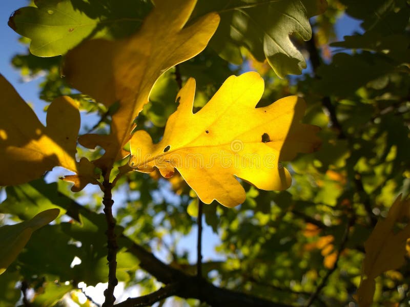 Yellow oak leaf stock image. Image of close, tree, sunny - 128370085