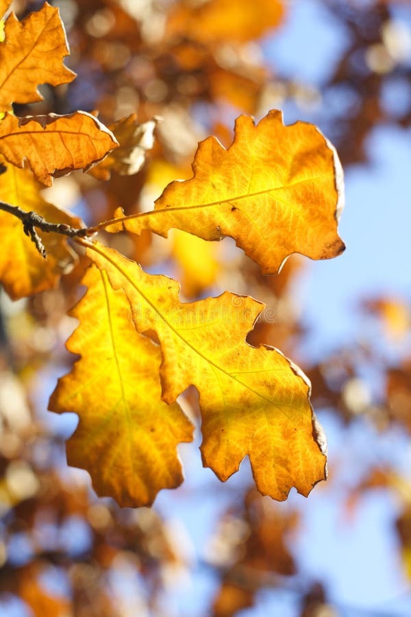 Yellow oak leaves stock image. Image of fresh, environment - 59039097