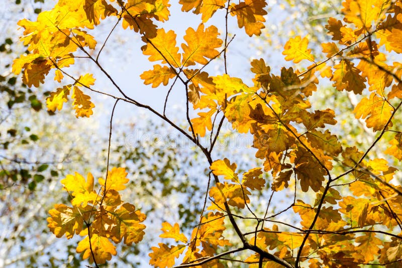 Yellow Oak Leaves stock image. Image of bright, sunlight - 79202715