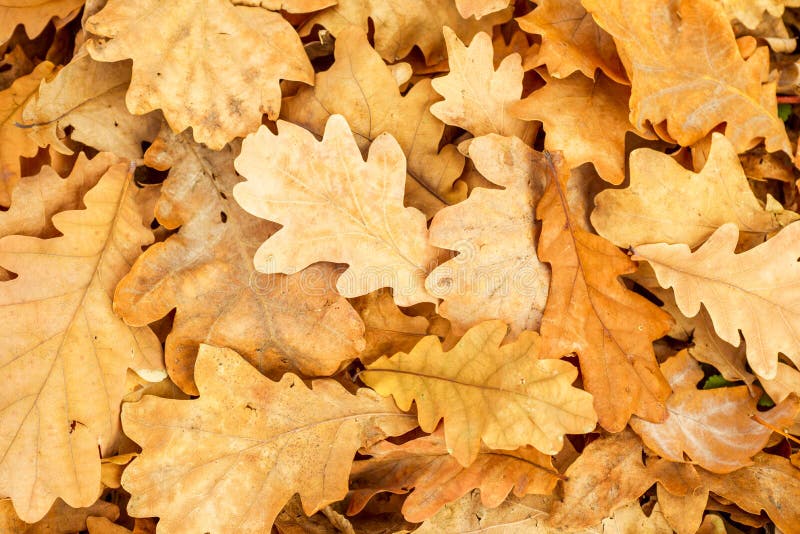 Yellow Oak Leaves Fall. Patterns of Oak Leaves in Autumn Park Stock ...