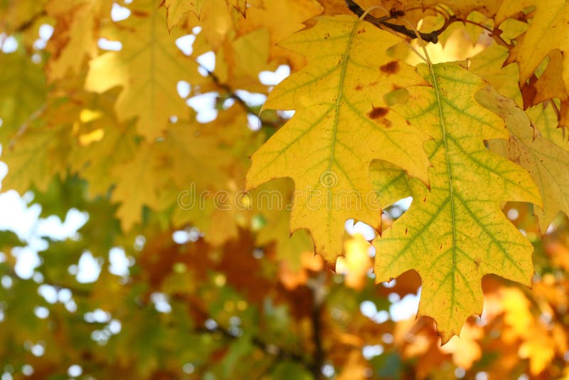 Yellow Oak Leaves - Natural Texture Picture. Image: 6685667