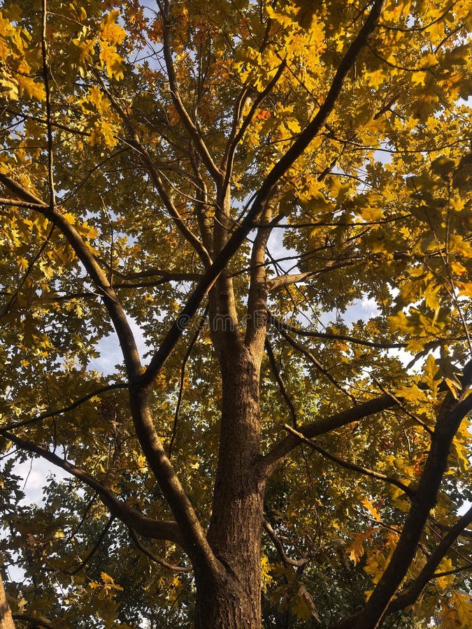 Yellow Oak in the Park. Small Acorns on a Large Tree with Yellowed ...