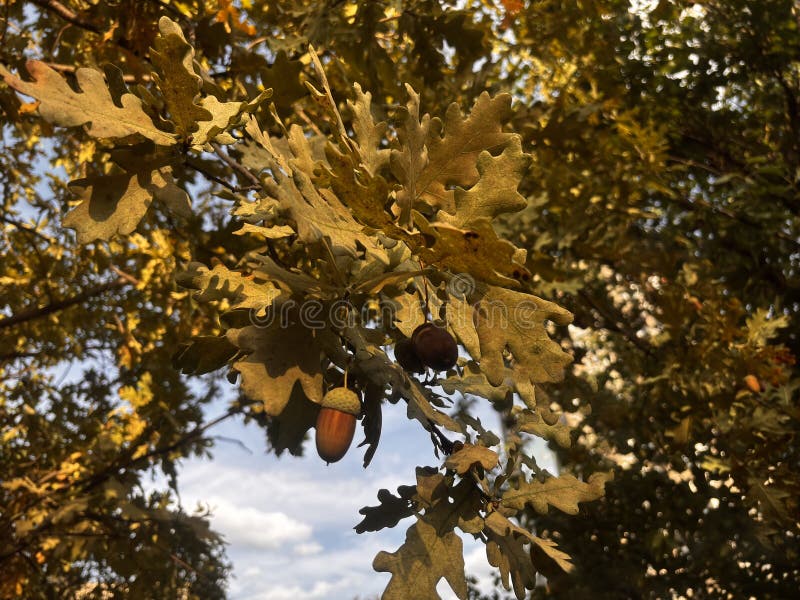 Yellow Oak in the Park. Small Acorns on a Large Tree with Yellowed ...