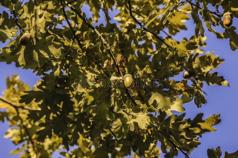 Yellow Oak in the Park. Small Acorns on a Large Tree with Yellowed ...