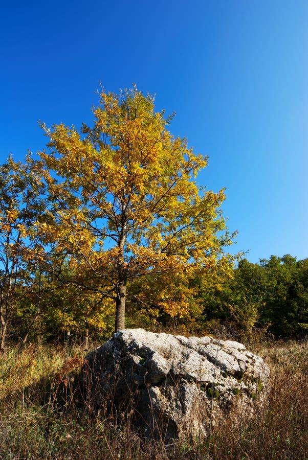 Golden oak tree tops stock image. Image of copy, hole - 14074133