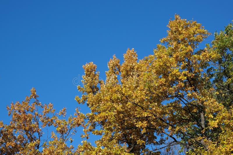 Yellow Oak Tree Canopy in Autumn Stock Image - Image of leaf, northern ...