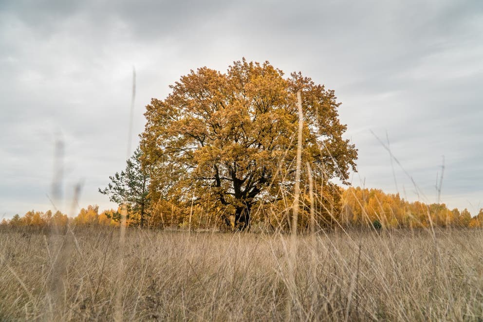 Yellow Oak Tree in a Feild in the Fall Stock Photo - Image of scenic ...