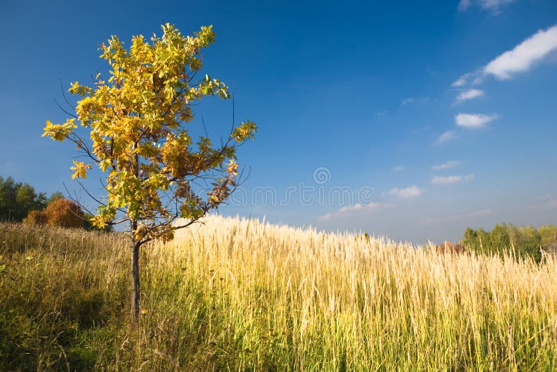 Yellow oak tree in a field stock image. Image of scene - 3498247