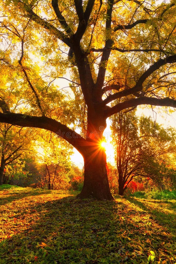 Yellow Oak Tree and Natural Sun Beams Stock Image - Image of garden ...