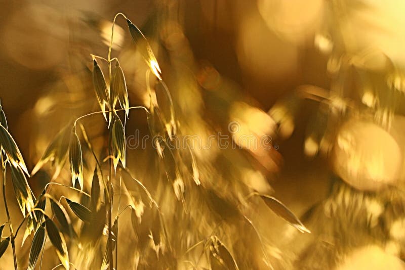 Yellow oats at sunset stock image. Image of outdoor, orange - 55101267