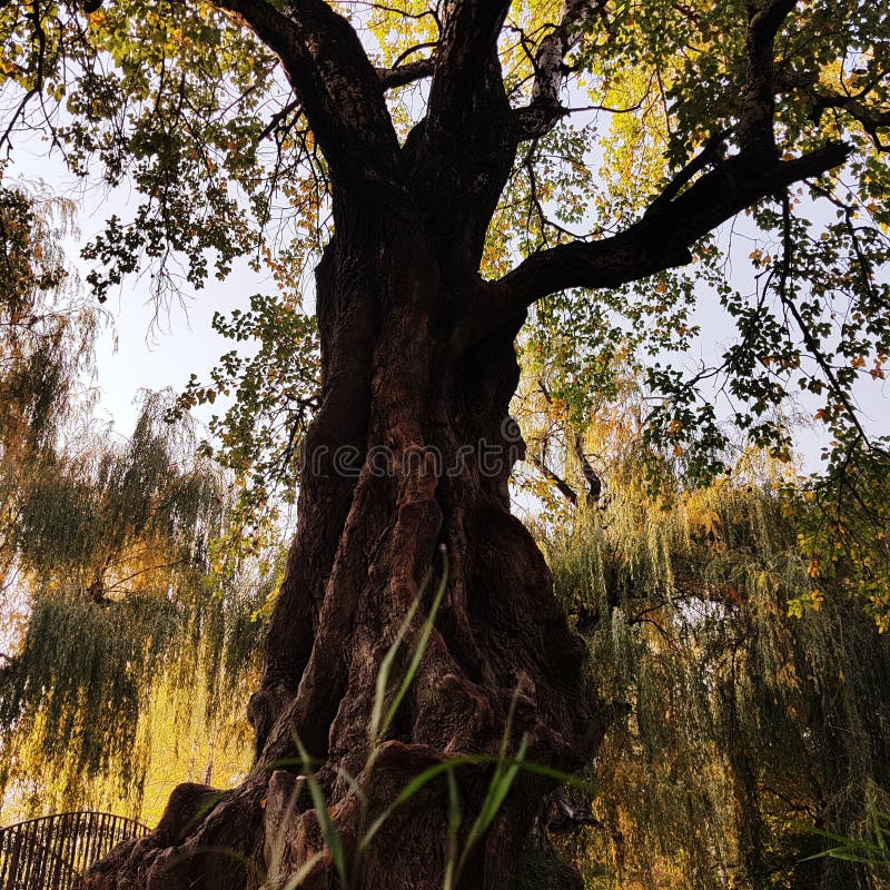 Yellow october tree 2020 stock photo. Image of deciduous - 201788240
