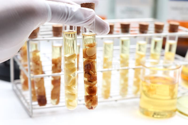 Yellow Oil Extracted from Natural Raw Material Stock Photo - Image of ...