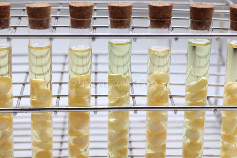 Yellow Oil Extracted from Natural Raw Material Stock Image - Image of ...