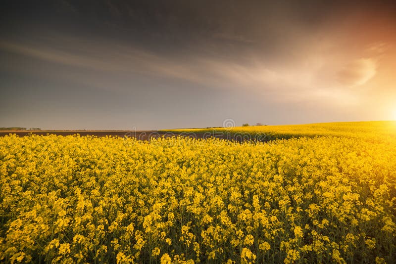 Yellow Oilseed Field Under the Blue Bright Sky Stock Image - Image of ...
