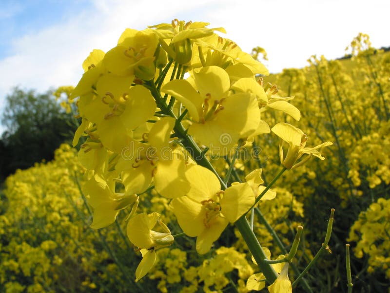Yellow oilseed flower stock image. Image of field, farming - 332477