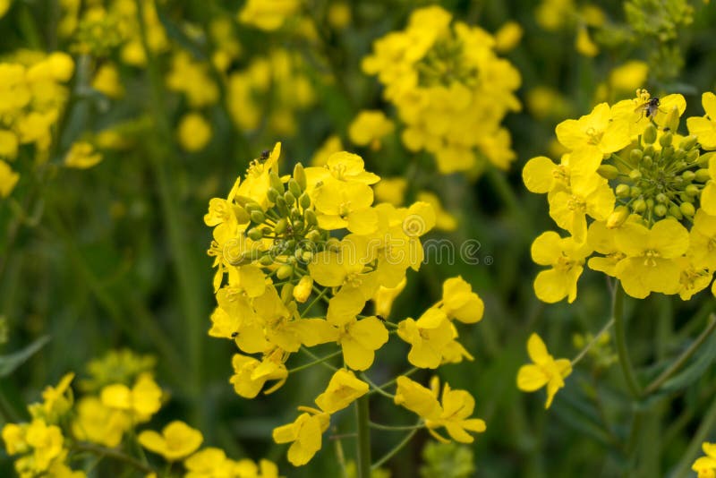 Yellow oilseed flower stock image. Image of crop, agriculture - 145134253