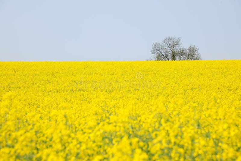 Yellow oilseed in Spring. stock image. Image of monocultur - 19376641