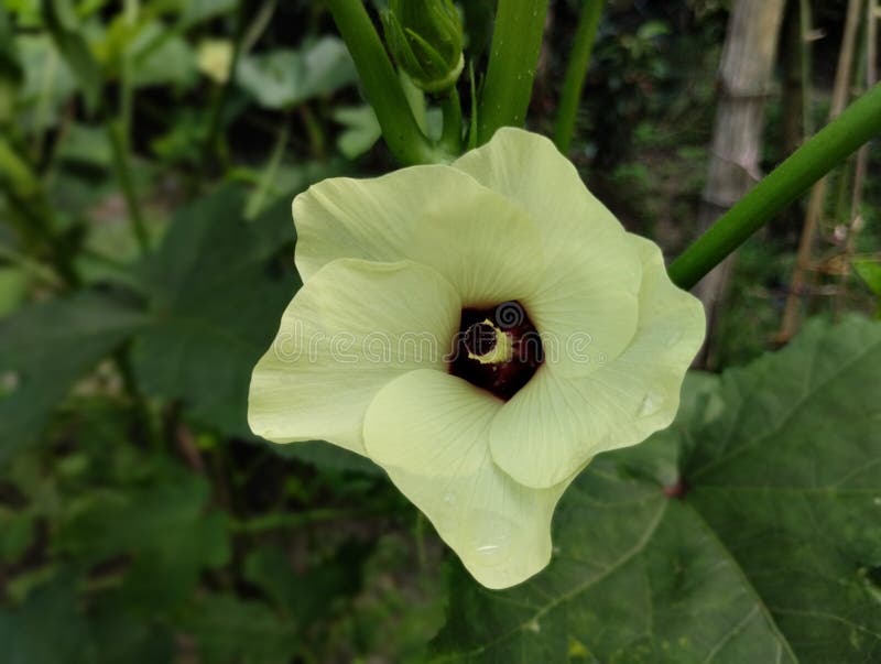 1,212 Yellow Okra Flower Stock Photos - Free & Royalty-Free Stock ...