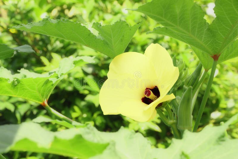 Yellow okra flower stock image. Image of garden, bloom - 121131881