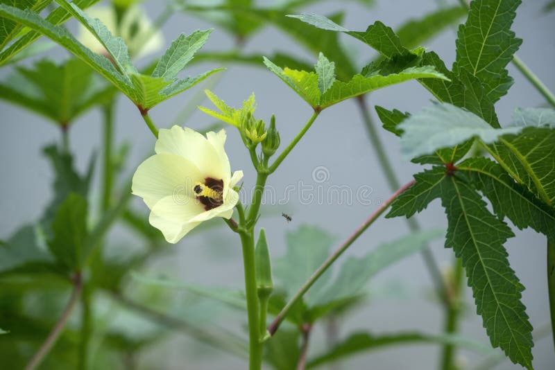 Okra flower stock image. Image of yellow, background - 227260001