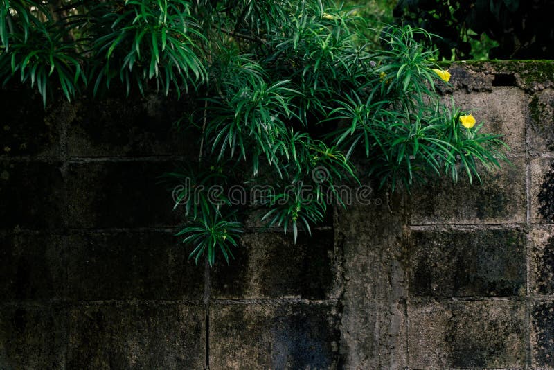 Yellow oleander stock photo. Image of summer, wall, vintage - 93959216