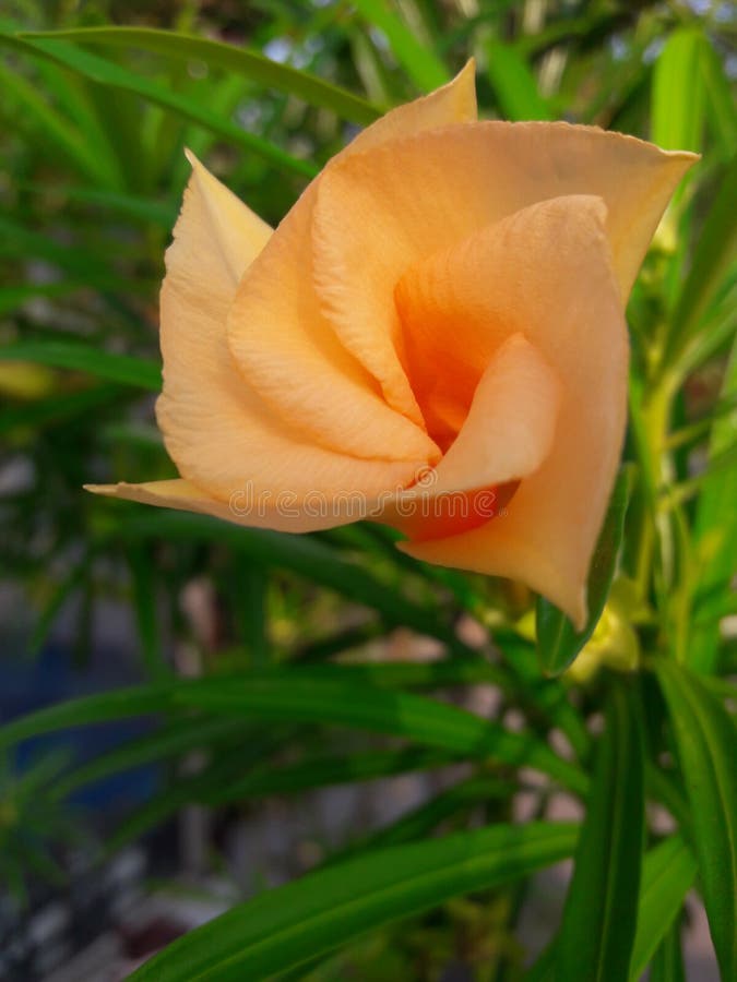 Orange Yellow Oleander stock image. Image of lovely - 112630891