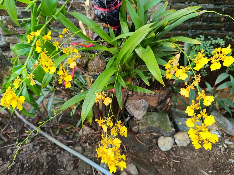 Yellow Oncidium Altissimum Orchid Growing on Tree Trunk Stock Image ...