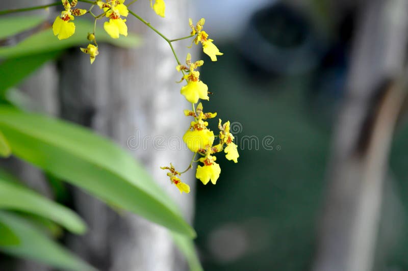 Yellow Oncidium Orchid or Yellow Orchid Flower ,orchid Stock Photo ...