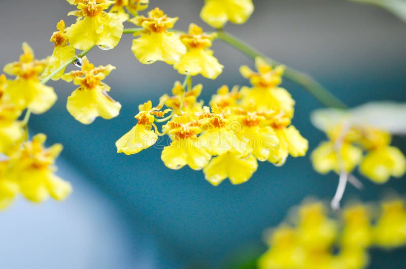 Yellow Oncidium Orchid or Yellow Orchid Flower ,orchid Stock Photo ...