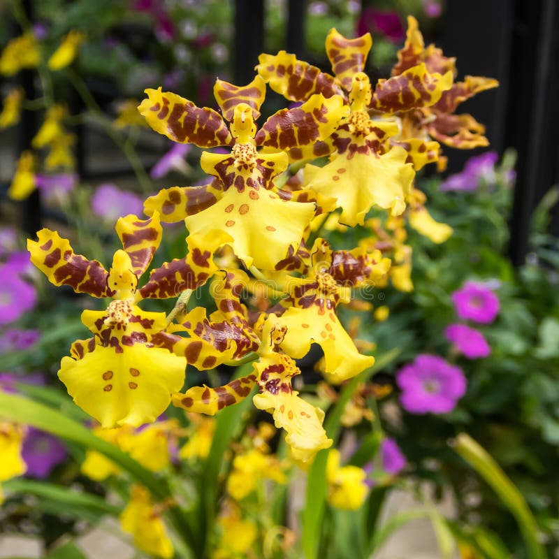 Yellow oncidium orchids stock photo. Image of petal - 203340464