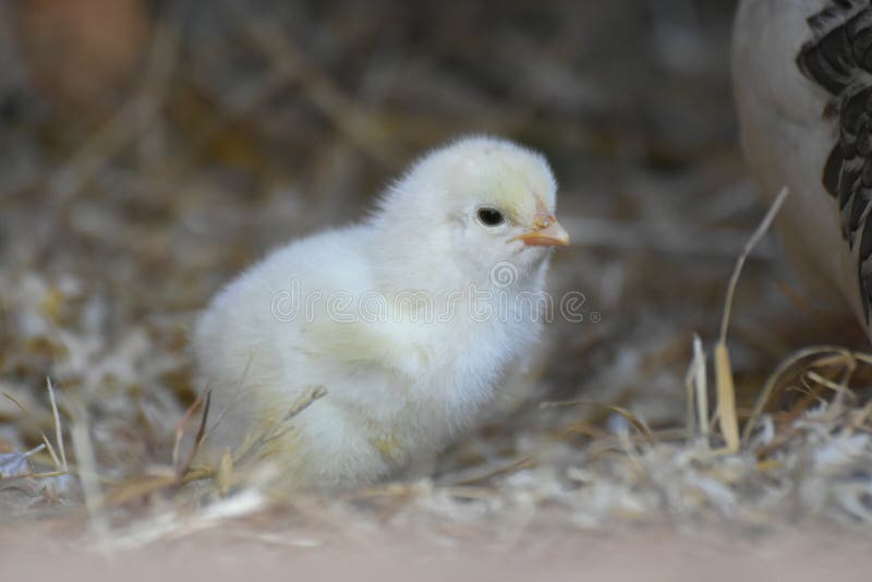 One day old chick stock image. Image of natur, breed - 115315575