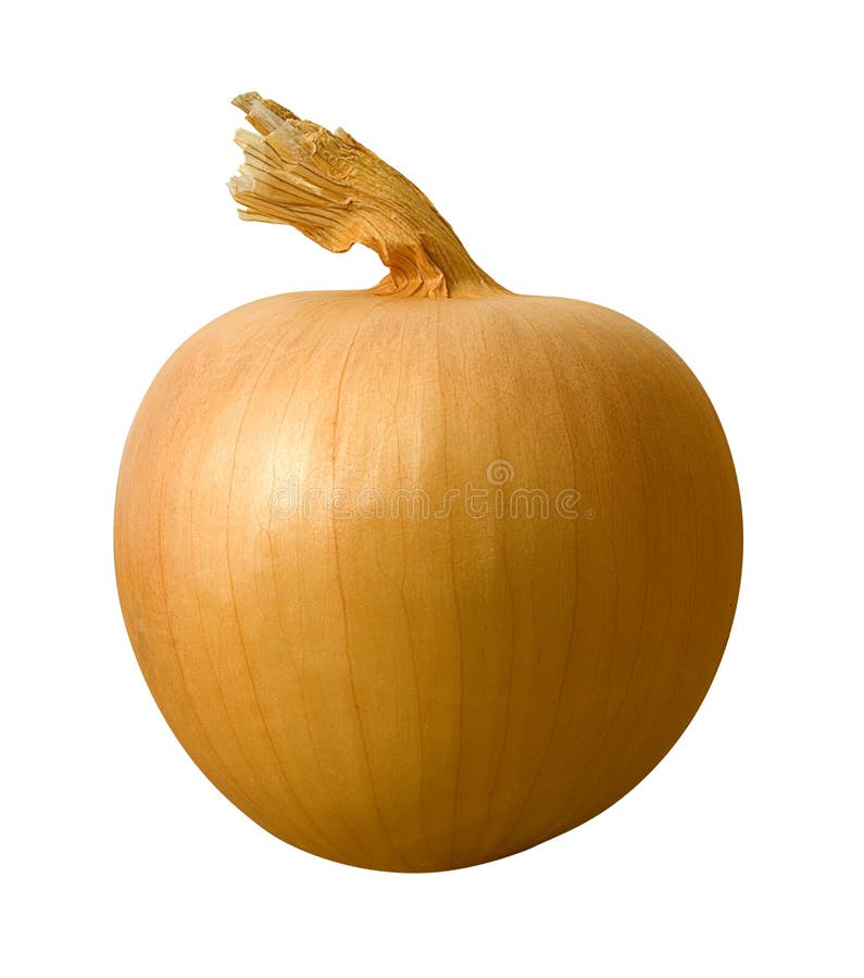 Onion stock image. Image of salad, spicery, single, spring - 4296805