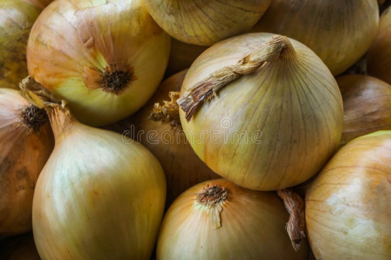 Yellow onion, fresh stock image. Image of ingredient - 134923361