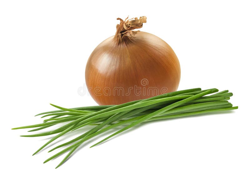 Onion with Green Shoots Isolated on White Background. Sprouting Yellow ...