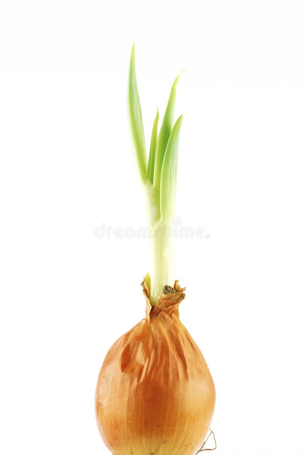 Yellow Onion with Green Shoots on White Stock Image - Image of peel ...