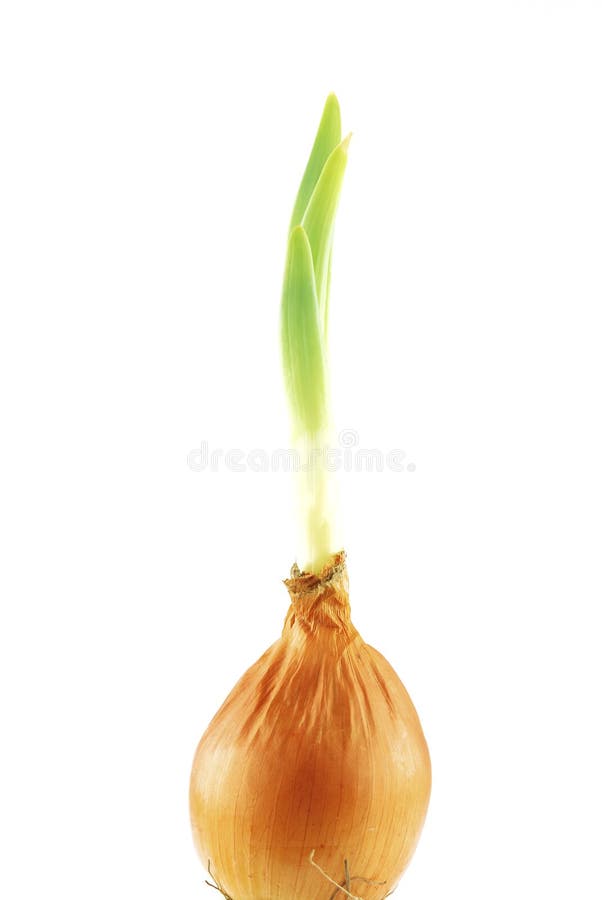 Yellow Onion with Green Shoots on White Stock Image - Image of peel ...