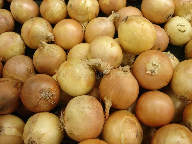 Yellow Onions stock photo. Image of bunch, layered, strong - 254844
