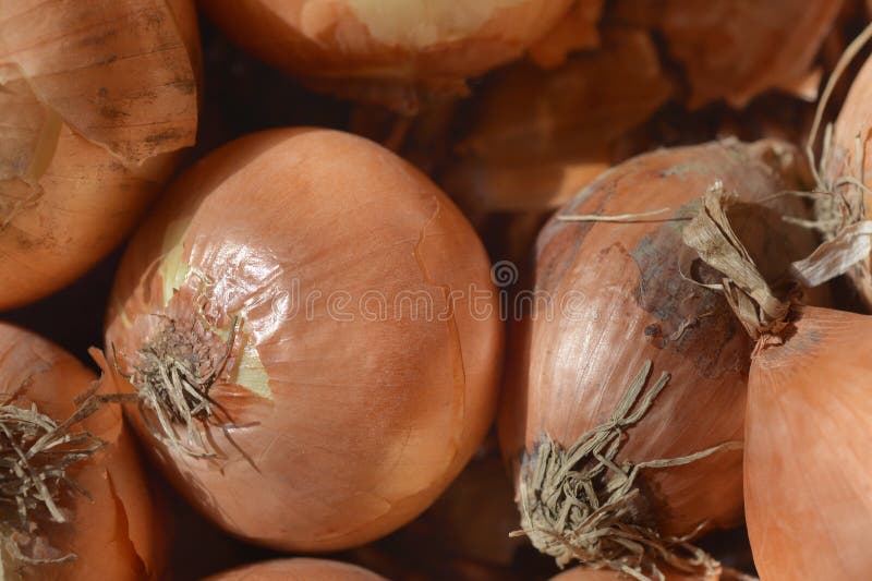 Yellow onions stock photo. Image of organic, pila, orange - 352912184
