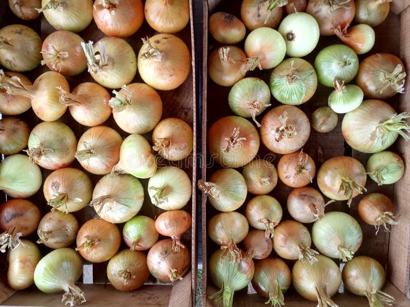Yellow Onions, Harvest of Onions in Wooden Boxes Stock Photo - Image of ...