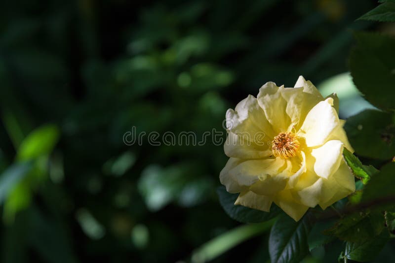 Yellow Open Rose Flower in Dark Shadow Closeup Stock Photo - Image of ...