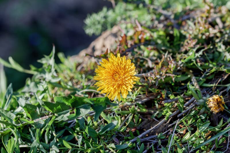 Yellow opened dandelion stock image. Image of sepal, blooming - 54297483