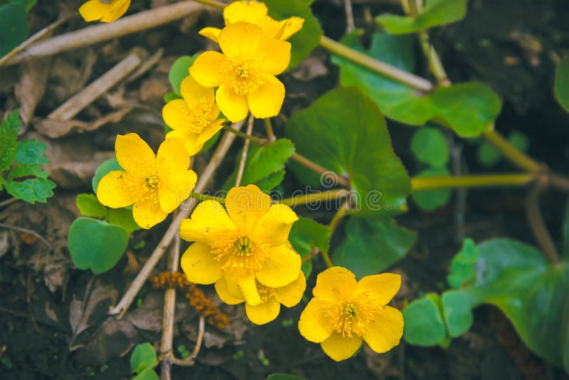 Yellow Opposite Leaved Golden Saxifrage Stock Image - Image of ...