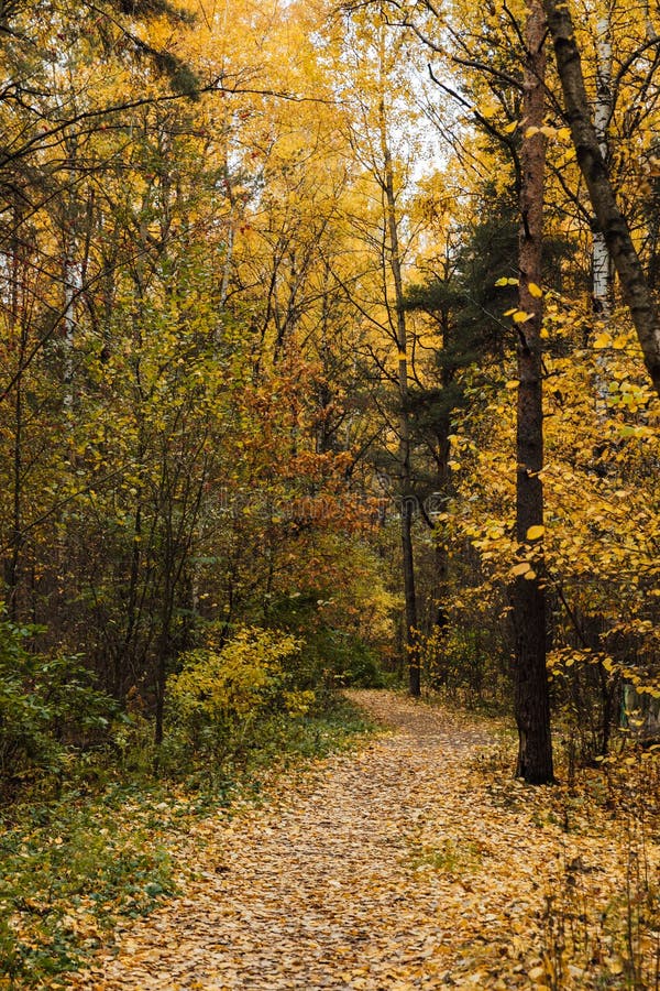 Yellow-orange Autumn Forest with Fallen Leaves Stock Photo - Image of ...