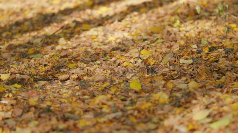 Yellow, Orange Autumn Leaves in Fall Park. Texture of Autumn Leaves ...
