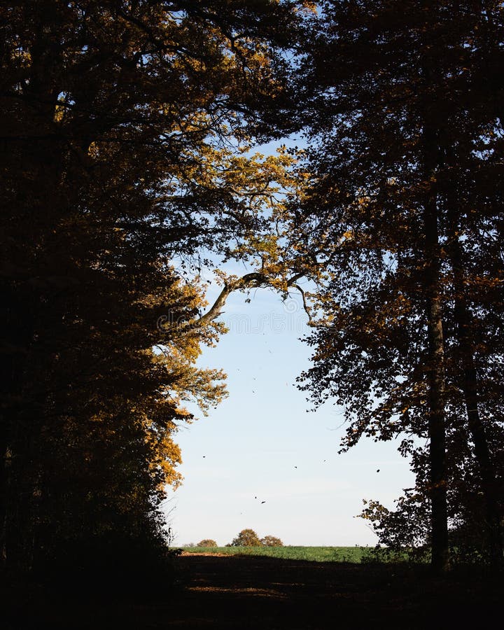 Yellow and Orange Autumn Leaves Falling from Trees in a Forest Stock ...