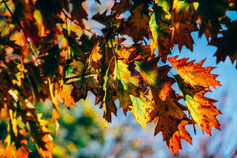 Yellow and Orange Autumn Tree Leaves in Fall Stock Photo - Image of ...