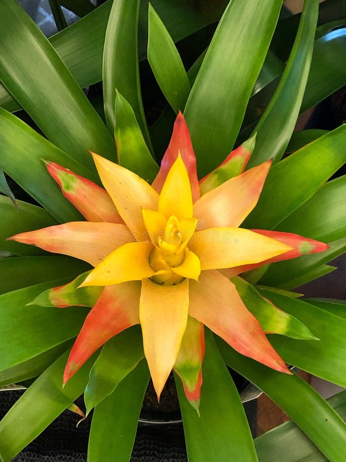 Yellow and Orange Bromeliad Stock Image - Image of full, flower: 174009325